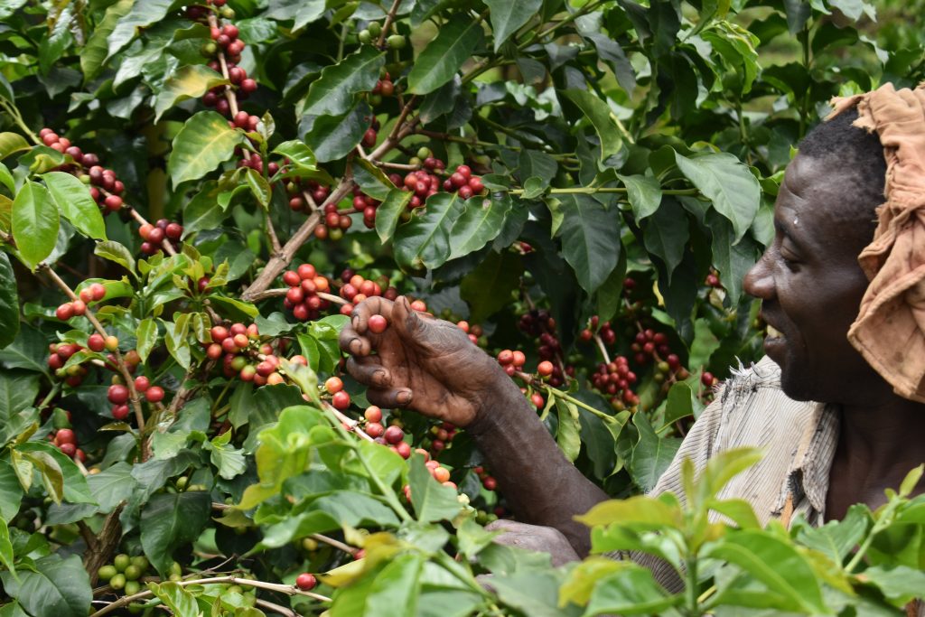 UCDA reopens coffee-processing factories - ideashousebiznews